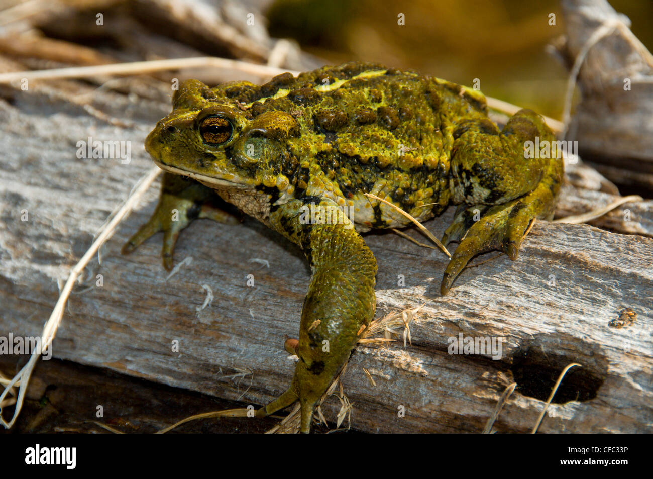 Toad feet hi-res stock photography and images - Alamy
