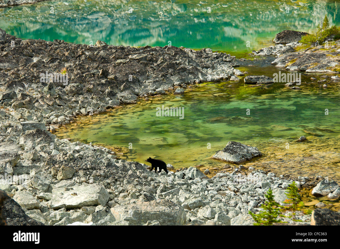 A Black Bear, Ursus americanus, walks across a talus field and green ...