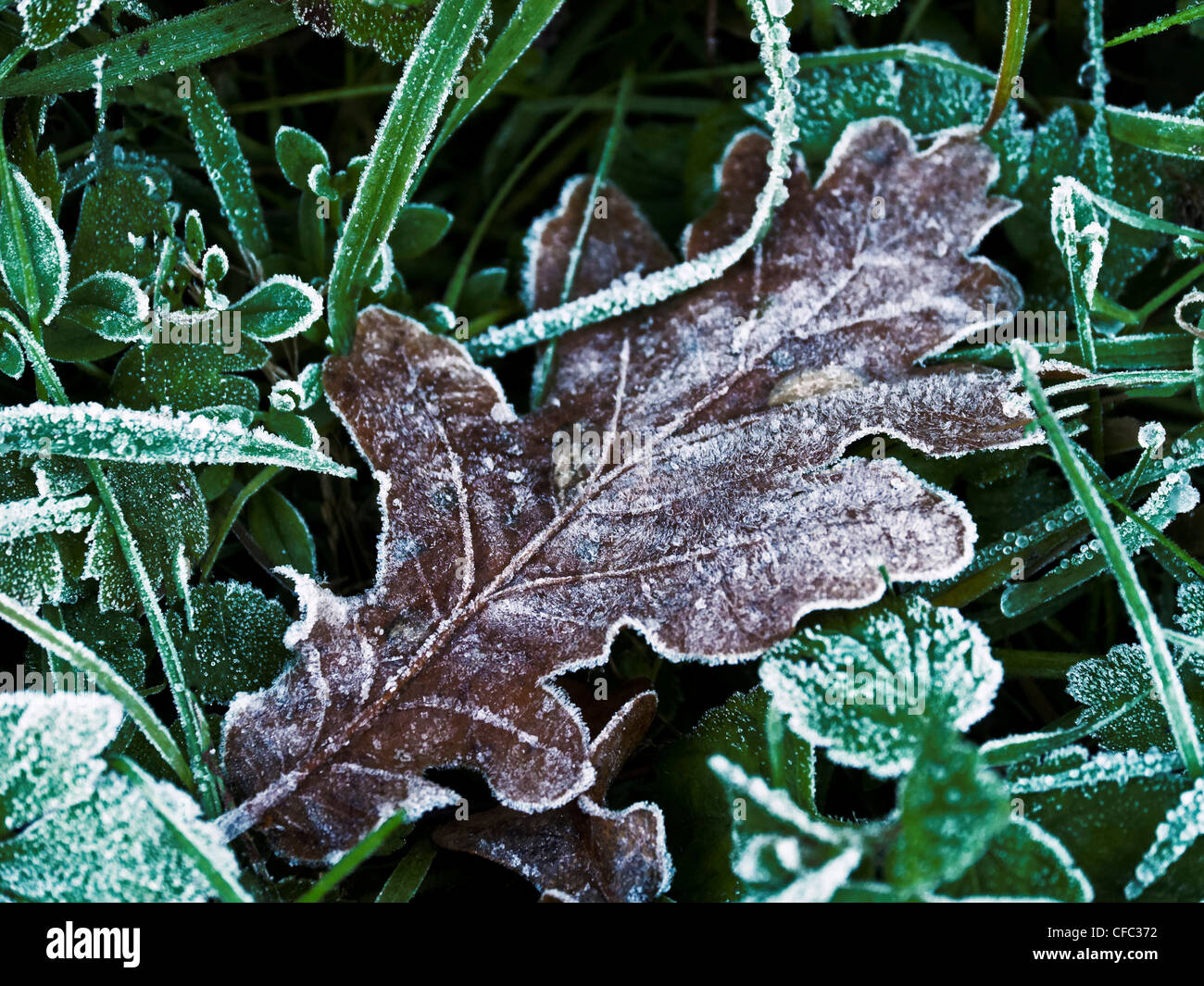 Frost oak tree hi-res stock photography and images - Alamy