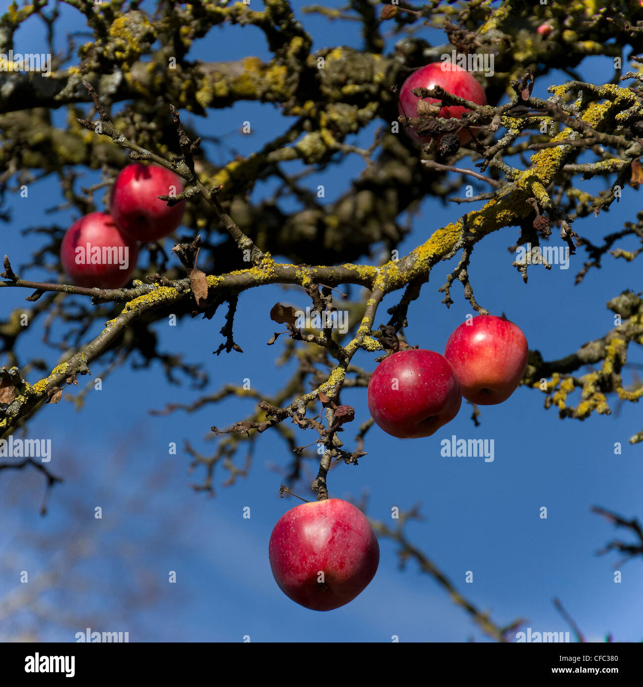 Orchard farm hi-res stock photography and images - Alamy