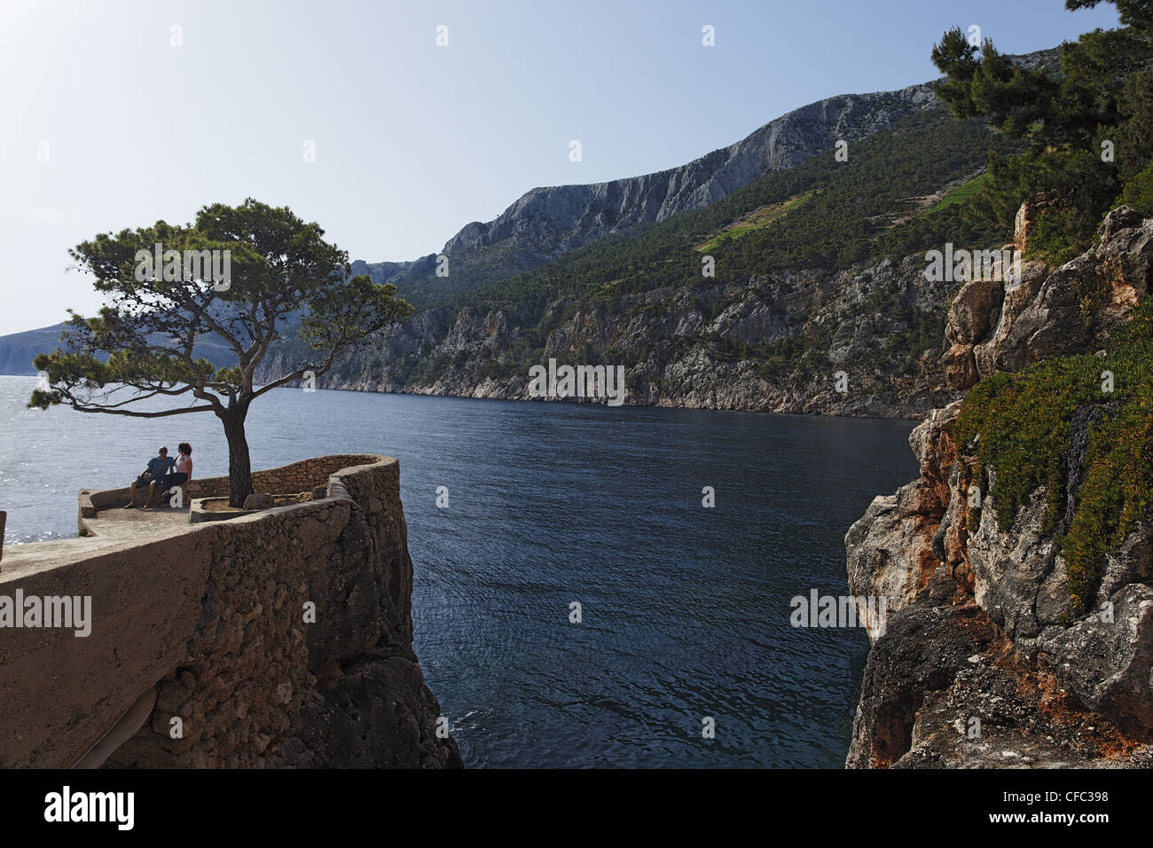 Pine tree, symbol of Plenkovic, Sveta Nedjelja, Hvar, Split-Dalmatia ...