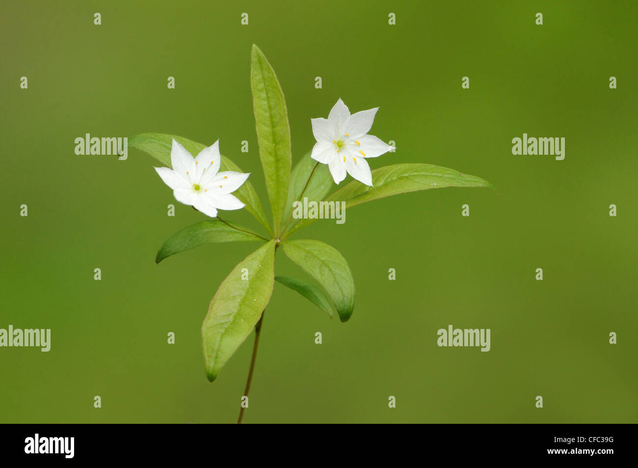 Starflower (Trientalis borealis), Cold Lake Provincial Park, Alberta ...