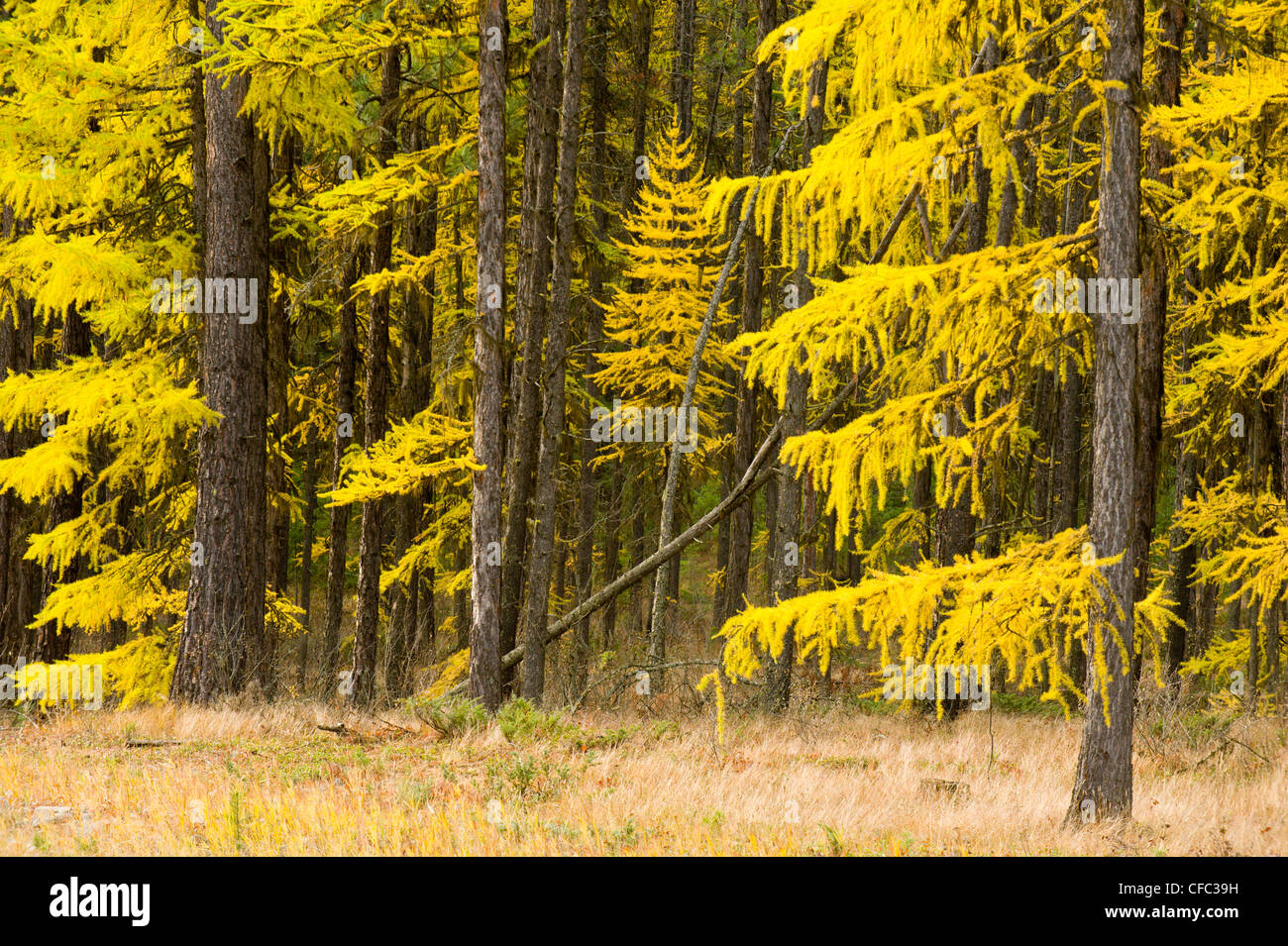 Western Larch trees, Larix occidentalis, aglow in fall foliage near ...