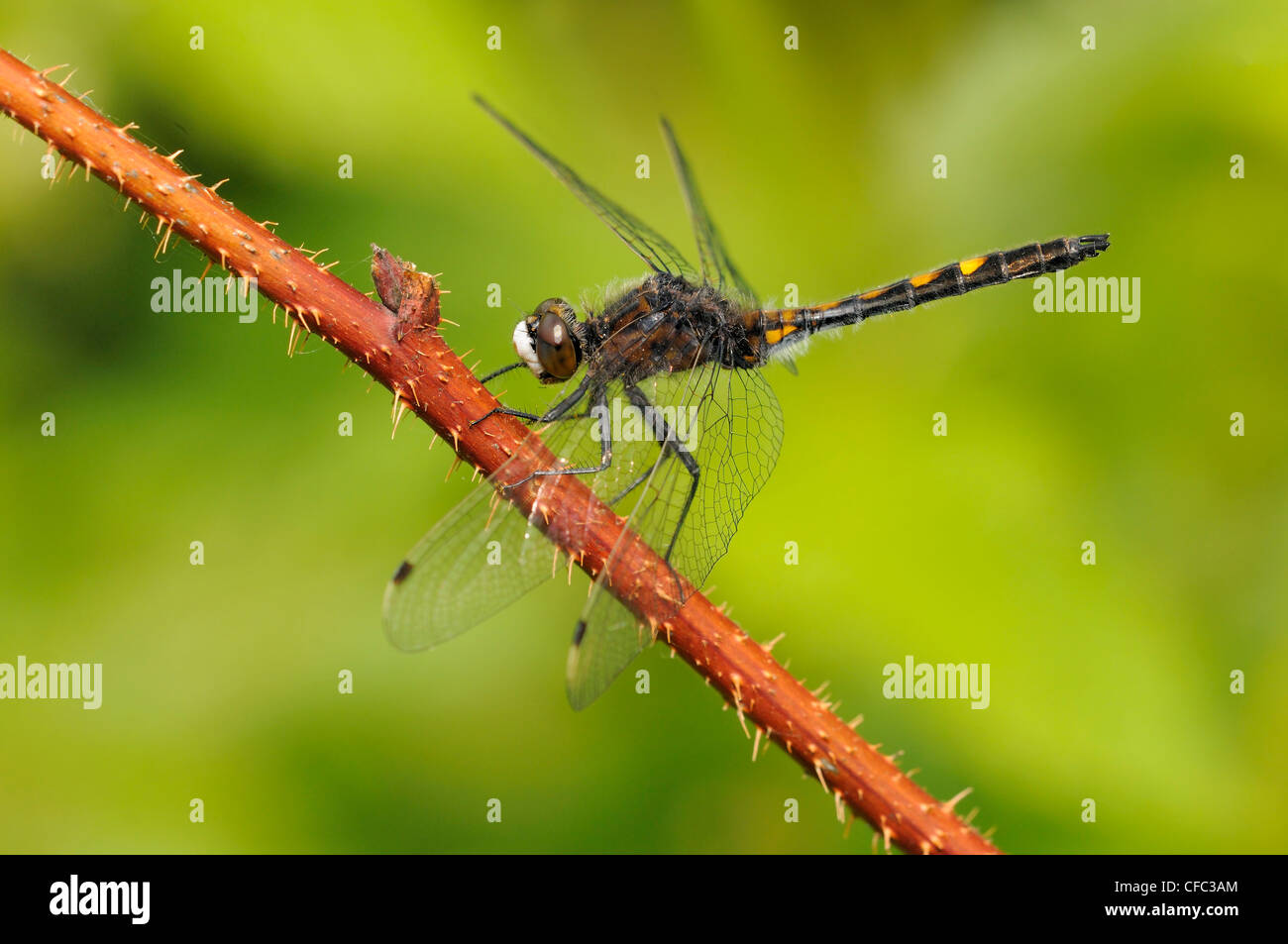 Boreal Whiteface Dragonfly (Leucorrhinia borealis), Cold Lake ...