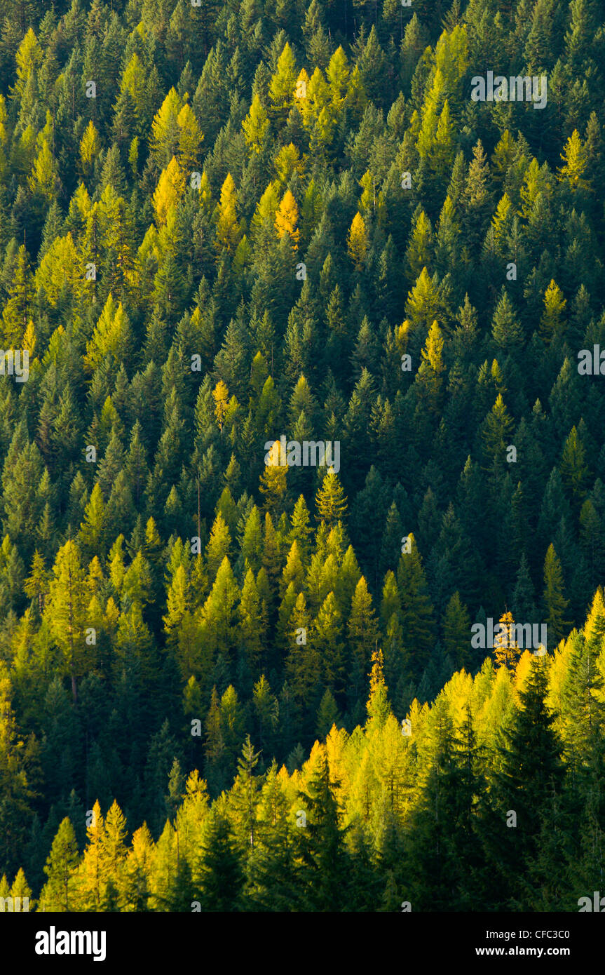 Western Larch trees, Larix occidentalis, aglow in fall foliage on a ...