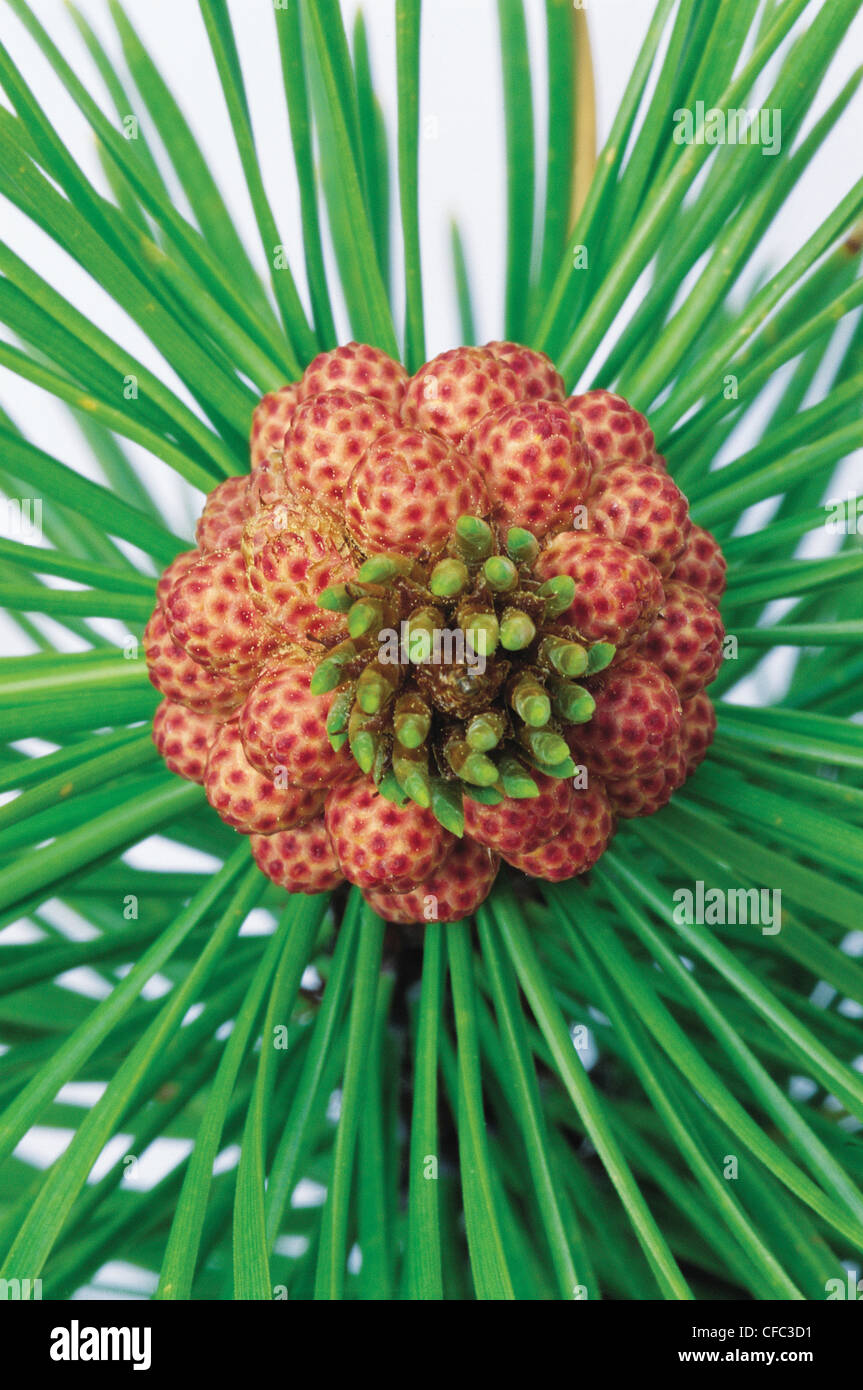 Pollen cones in clusters on the tip of branches of lodgepole pine Pinus ...