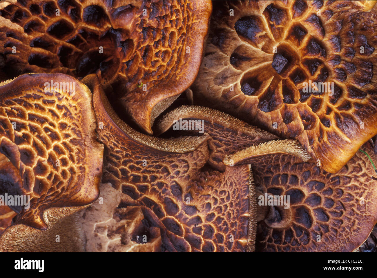 A teeth-type , hedgehog mushroom growing in the mysterious pattern in ...