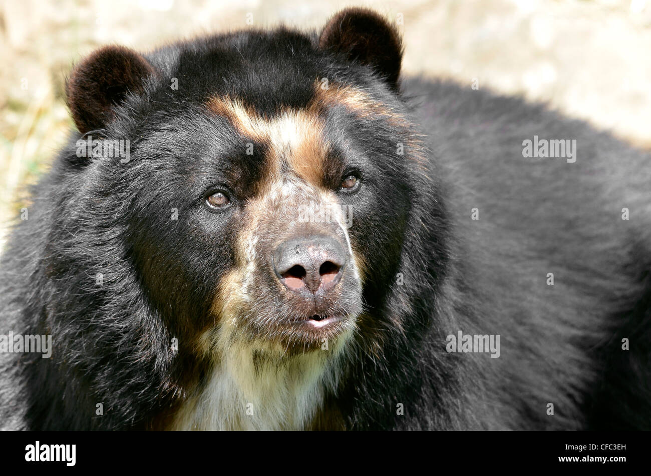 Front portrait of andean bear (Tremarctos ornatus), also known as the ...