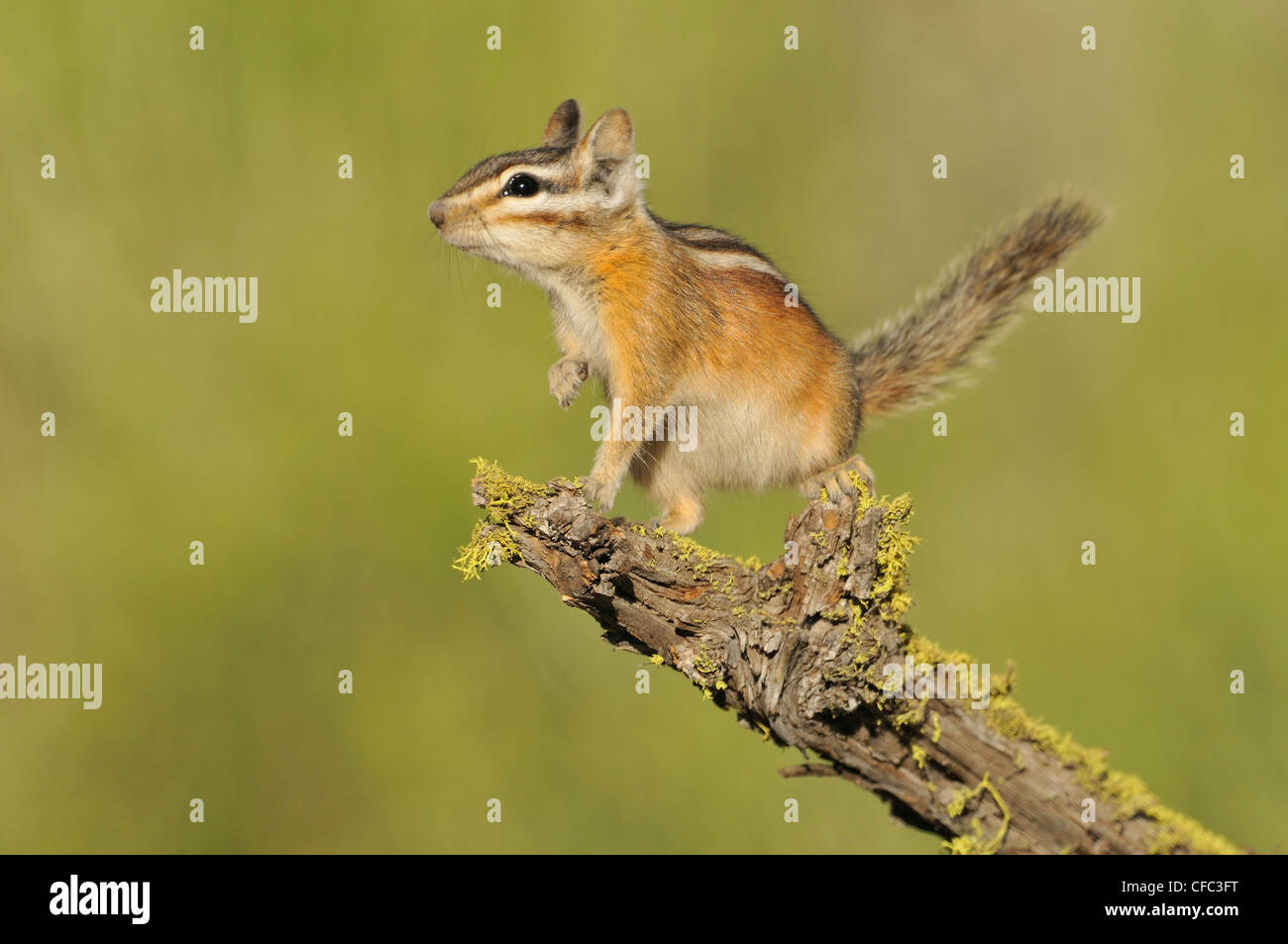Least Chipmunk (Neotamias minimus), Deschutes National Forest, Oregon ...