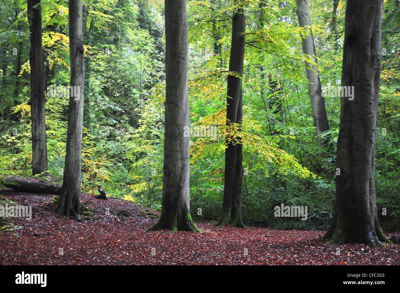 A view of Burnham Beeches UK Stock Photo - Alamy
