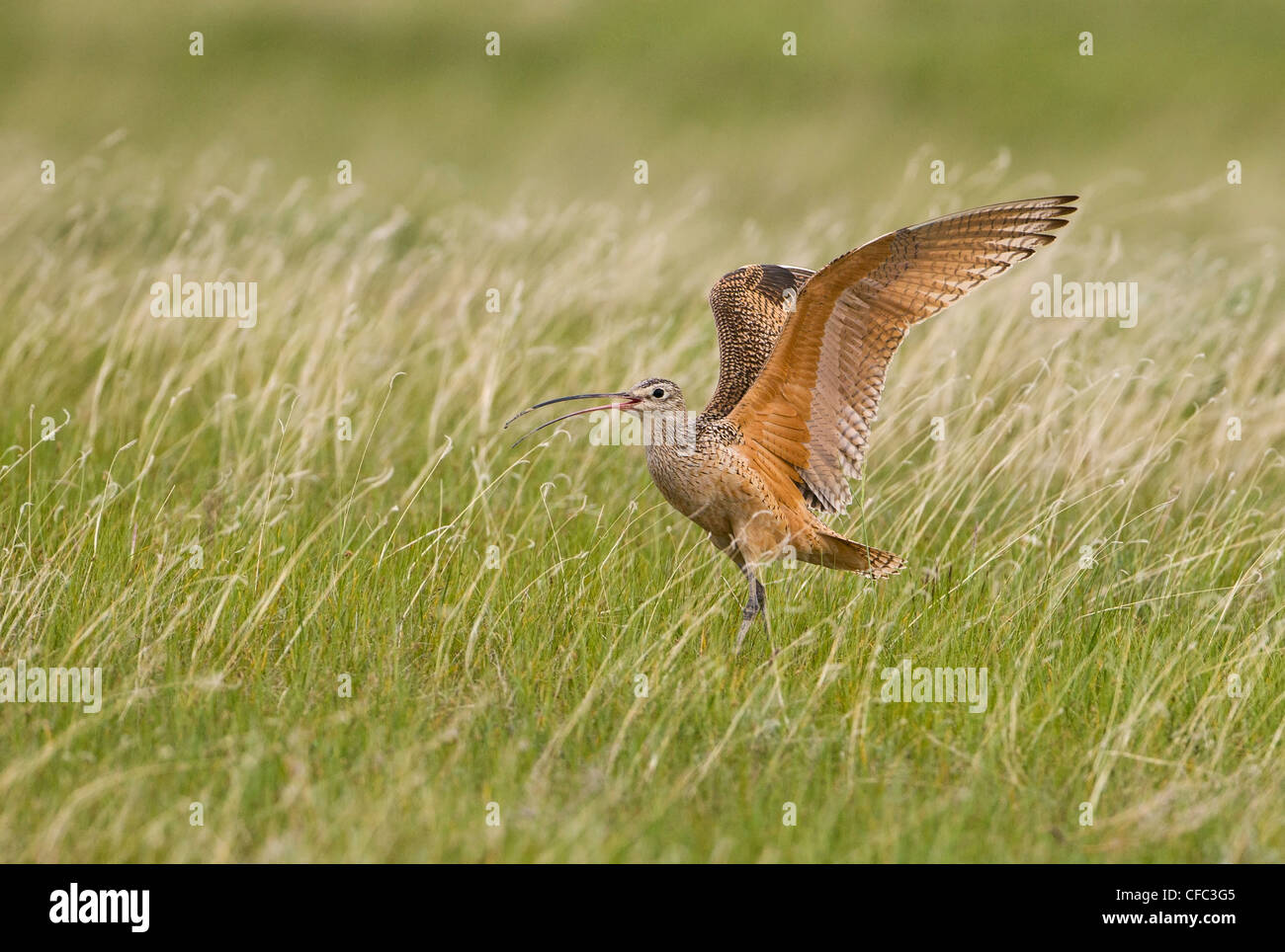 Long-billed Curlew (Numenius americanus) in native grasslands south of ...