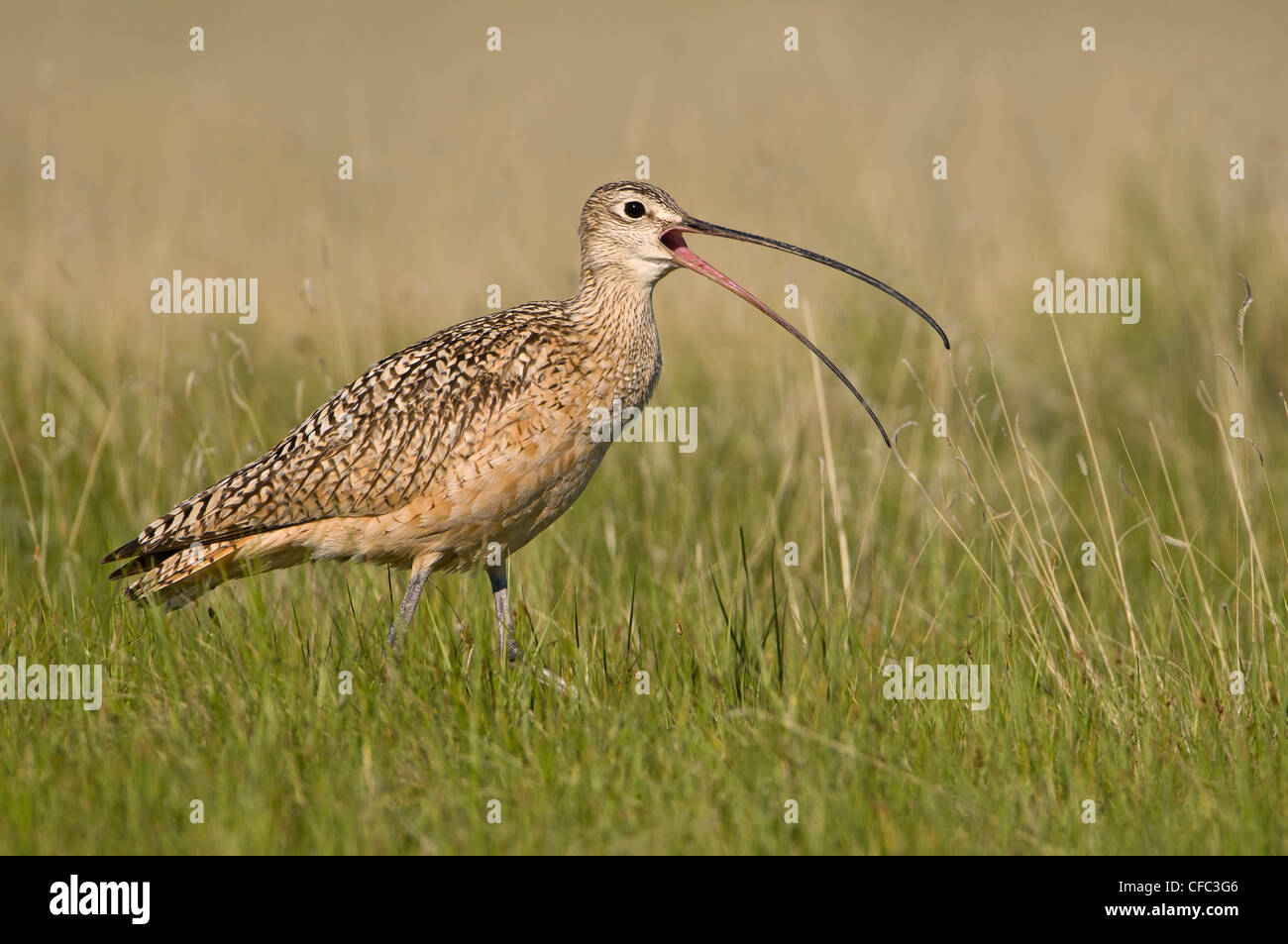 Long-billed Curlew (Numenius americanus) in native grasslands south of ...