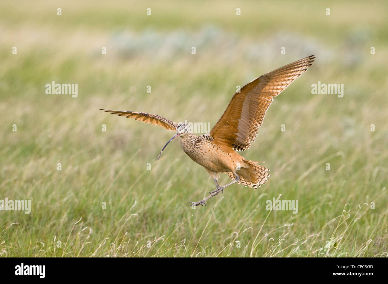 Long-billed Curlew (Numenius americanus), South of Brooks, Alberta ...