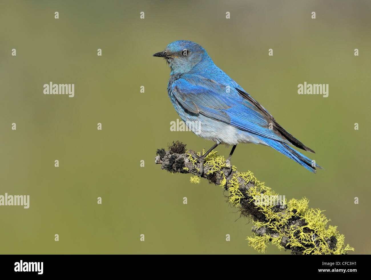 Mountain Bluebird (Sialia currucoides), Deschutes National Forest ...