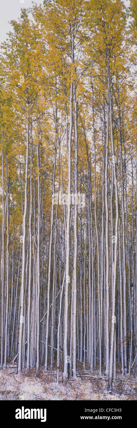 Stand of tall aspen trees in autumn colors after first snowfall in the ...