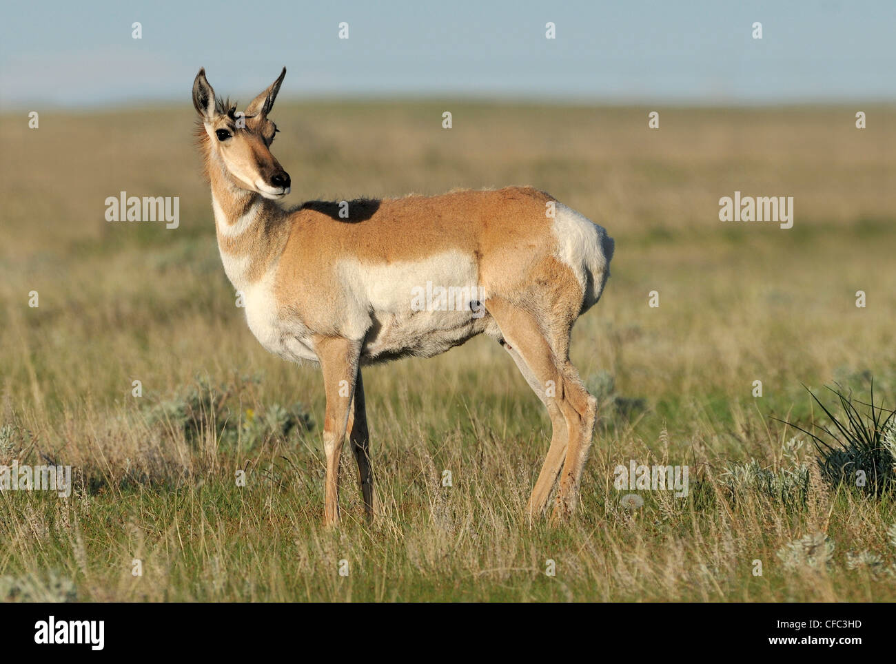 Pronghorn (Antilocapra americana), Alberta, Canada Stock Photo - Alamy