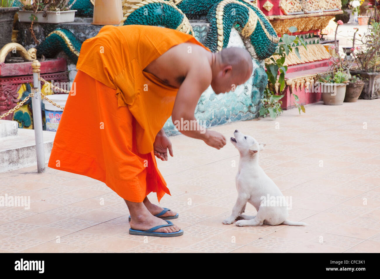 Monks pet hi-res stock photography and images - Alamy