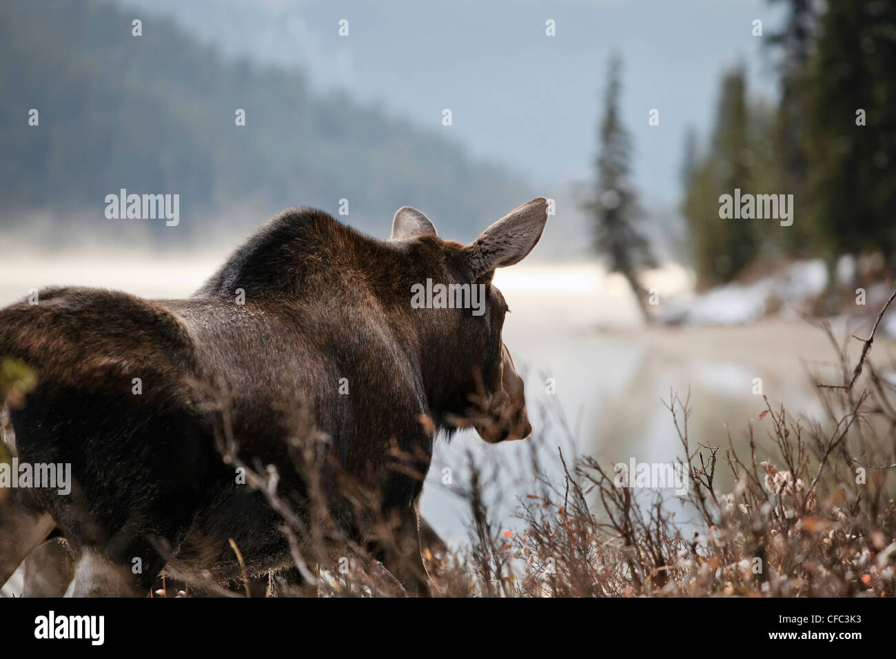 Adult Moose on an early misty morning, Maligne Lake shoreline, Jasper ...