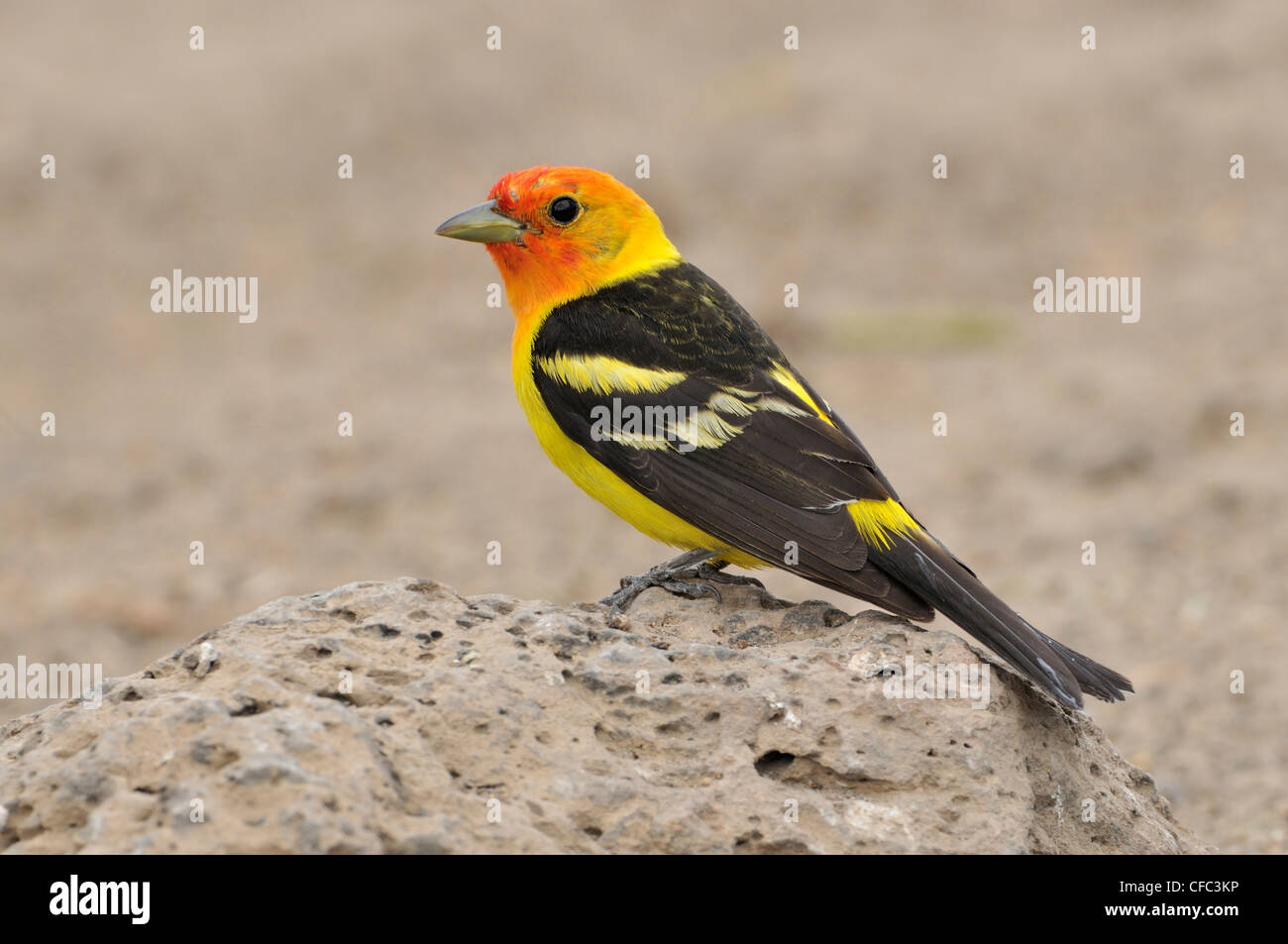 Western Tanager (Piranga ludoviciana), Deschutes National Forest ...