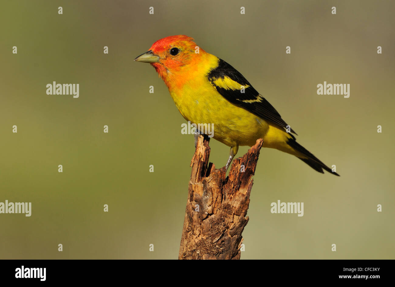 Western Tanager (Piranga ludoviciana), Deschutes National Forest ...