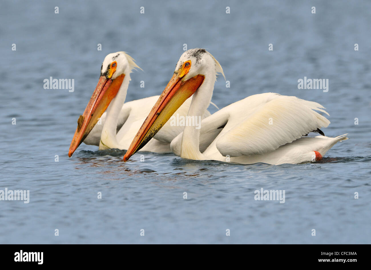 Great White Pelicans (Pelecanus onocrotalus), Brooks, Alberta, Canada ...