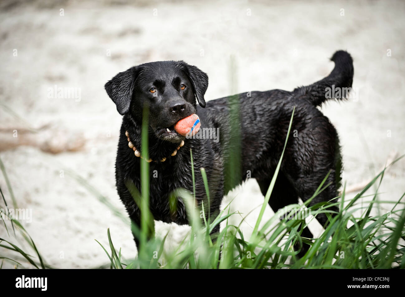 Black lab in grass hi-res stock photography and images - Alamy