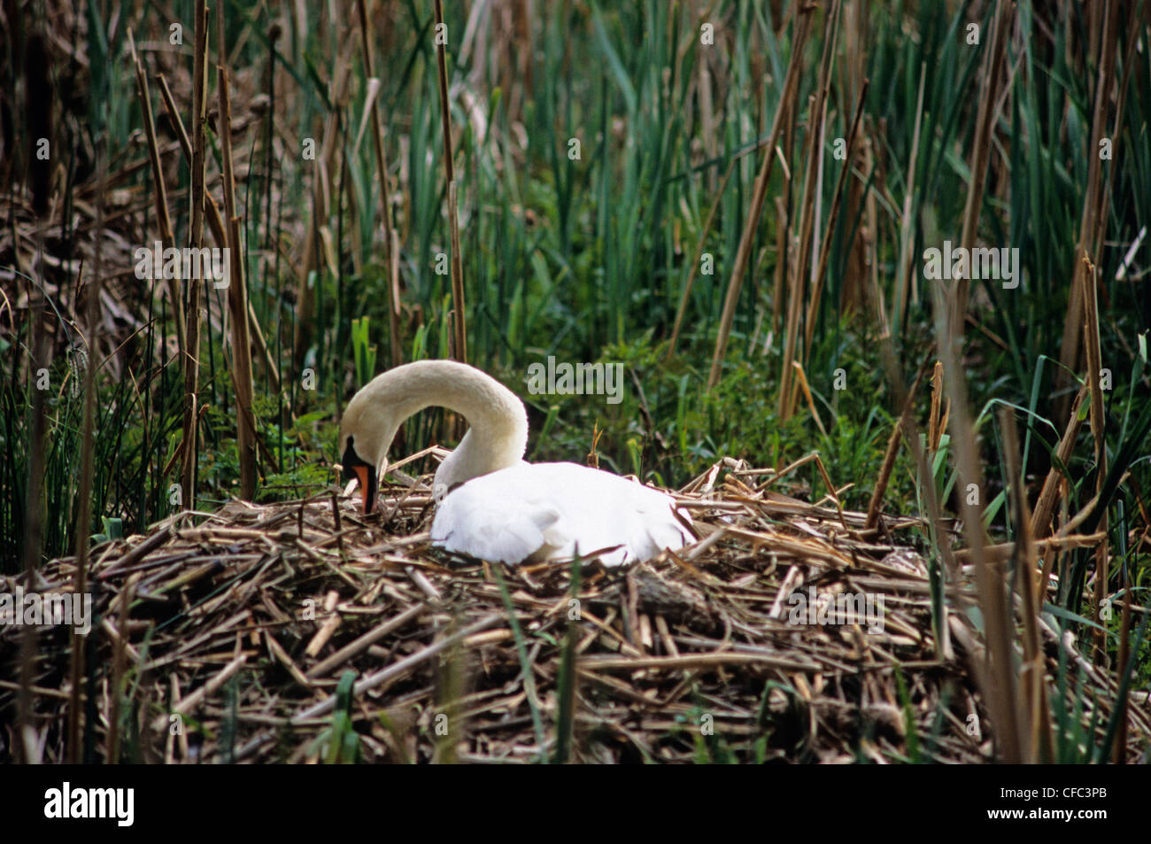mute swan (Cygnus olor) nesting beside Lost Lagoon, Stanley Park ...