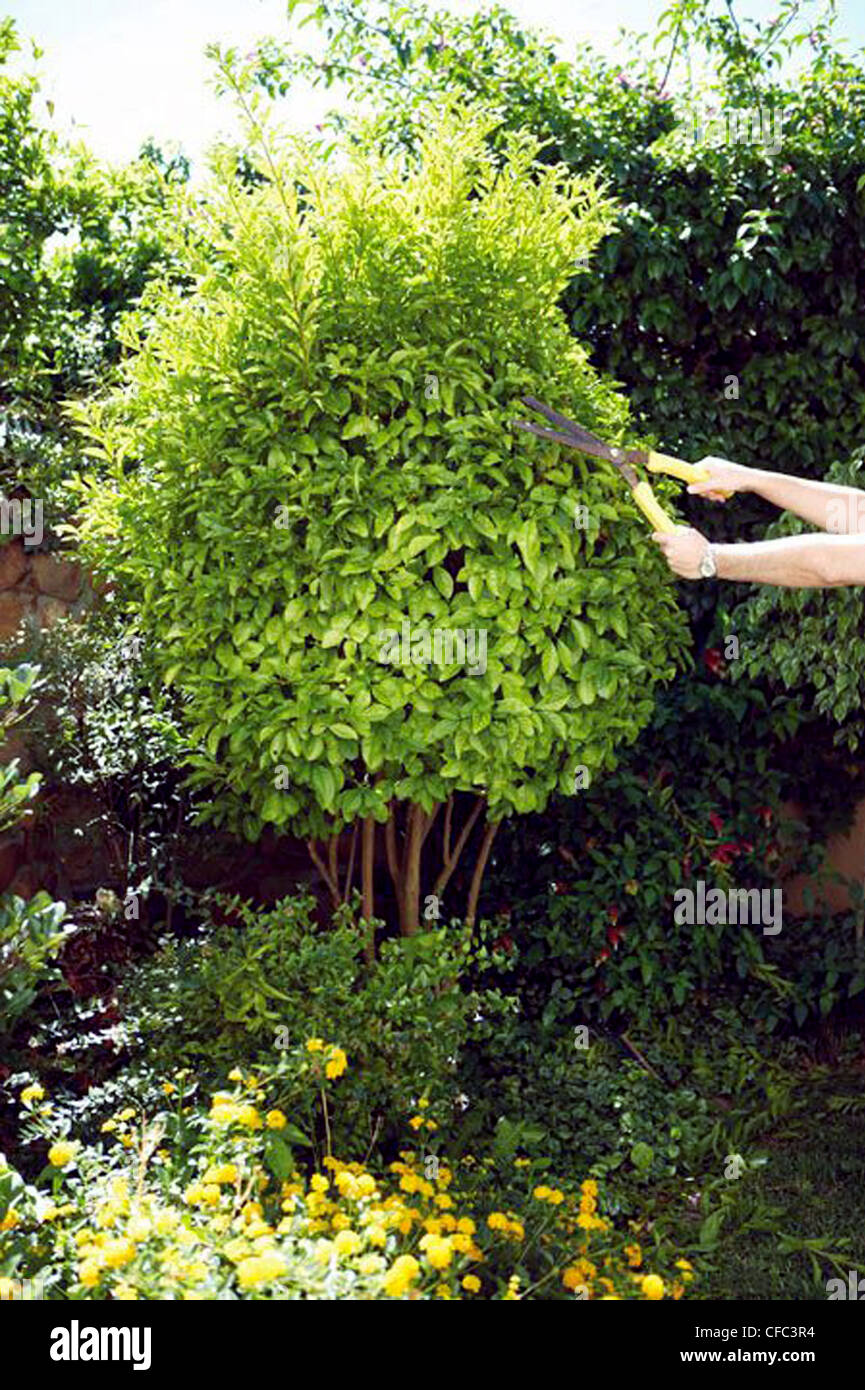 Trimmed to perfection Put your clippers to work to turn the trees and ...