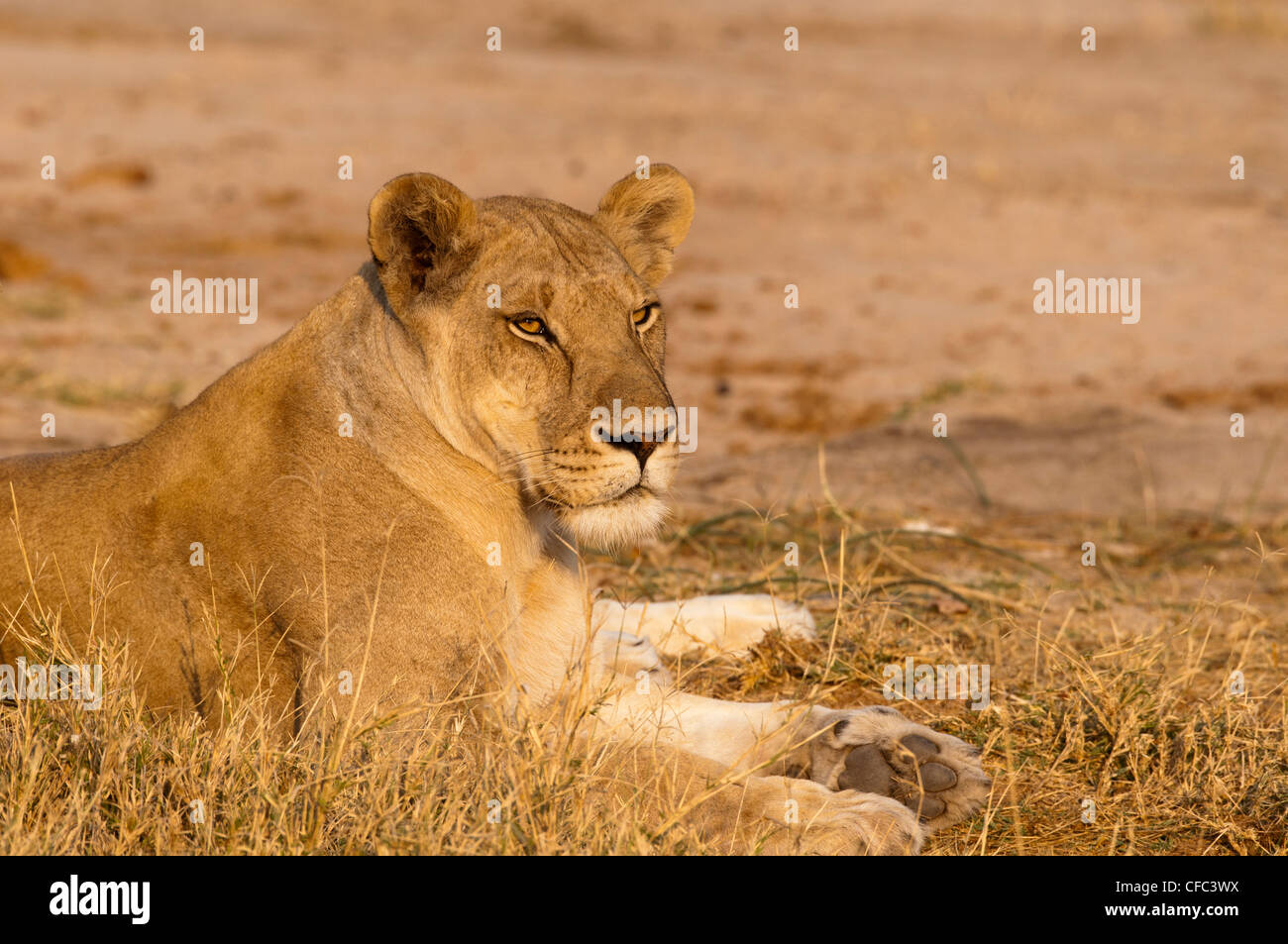 Lioness looking around Stock Photo - Alamy