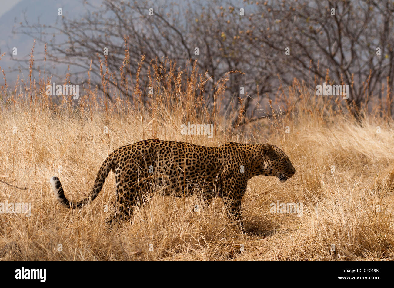 Big male leopard hi-res stock photography and images - Alamy