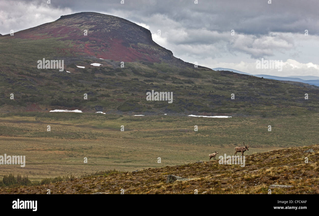 Woodland caribou in the volcanic landscape of the Itcha Mountains in ...