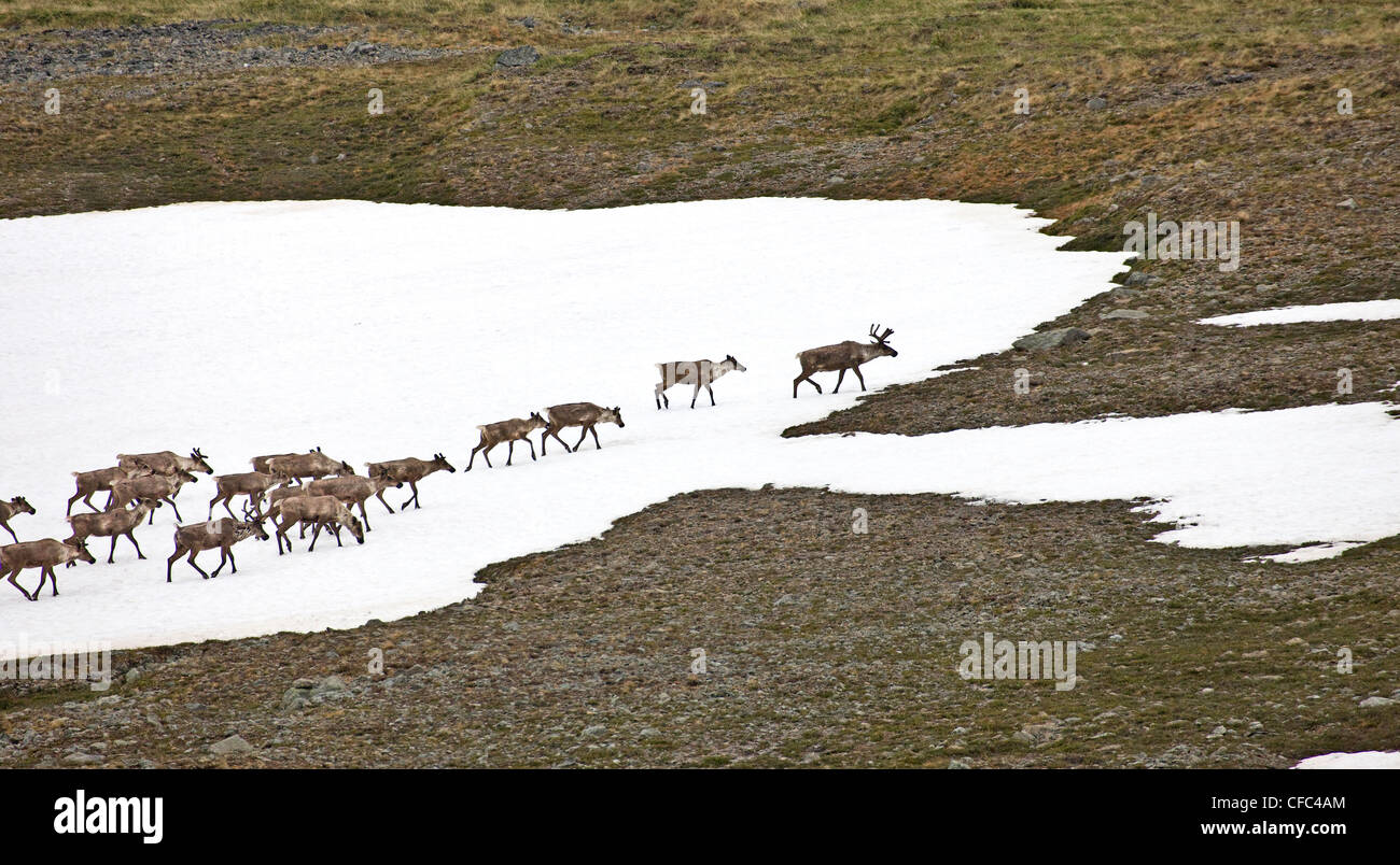 Woodland caribou in the volcanic landscape of the Itcha Mountains in ...