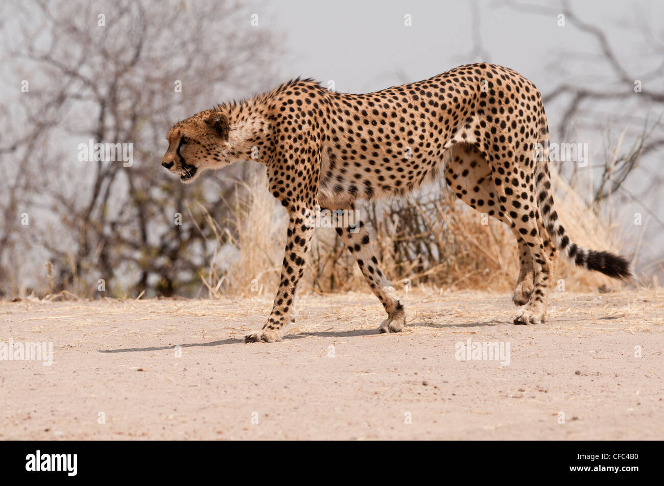 Cheetah walking hi-res stock photography and images - Alamy