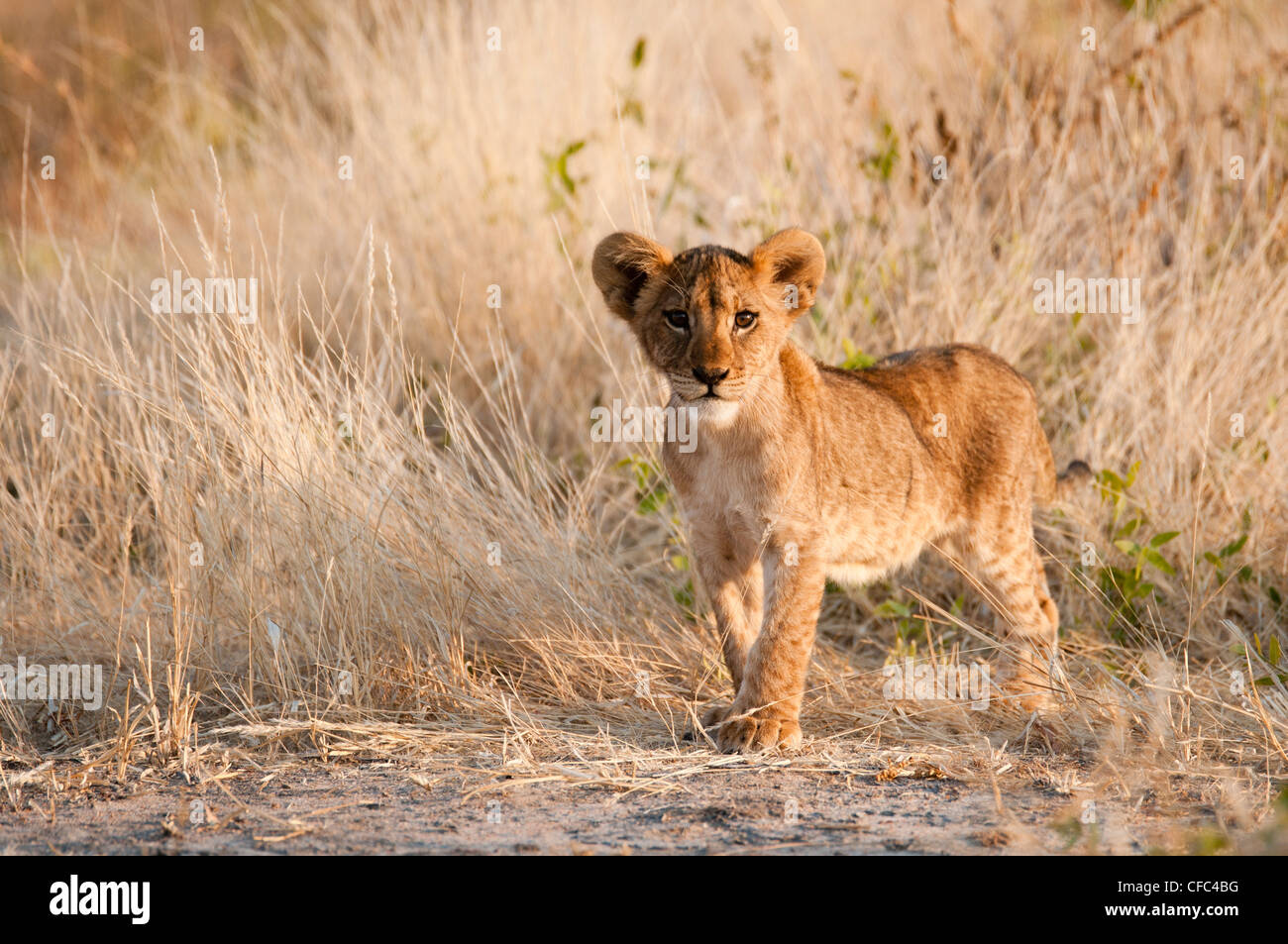 Lions cub hi-res stock photography and images - Alamy