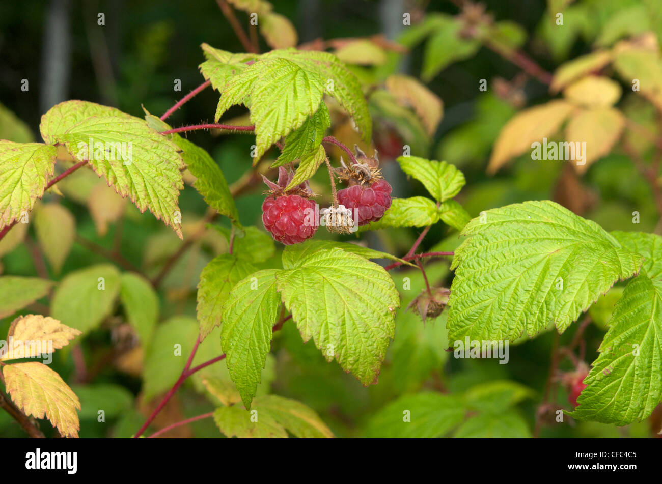 Wild Red Raspberry (Rubus idaeus), Lake Superior Boreal Forest, Ontario ...