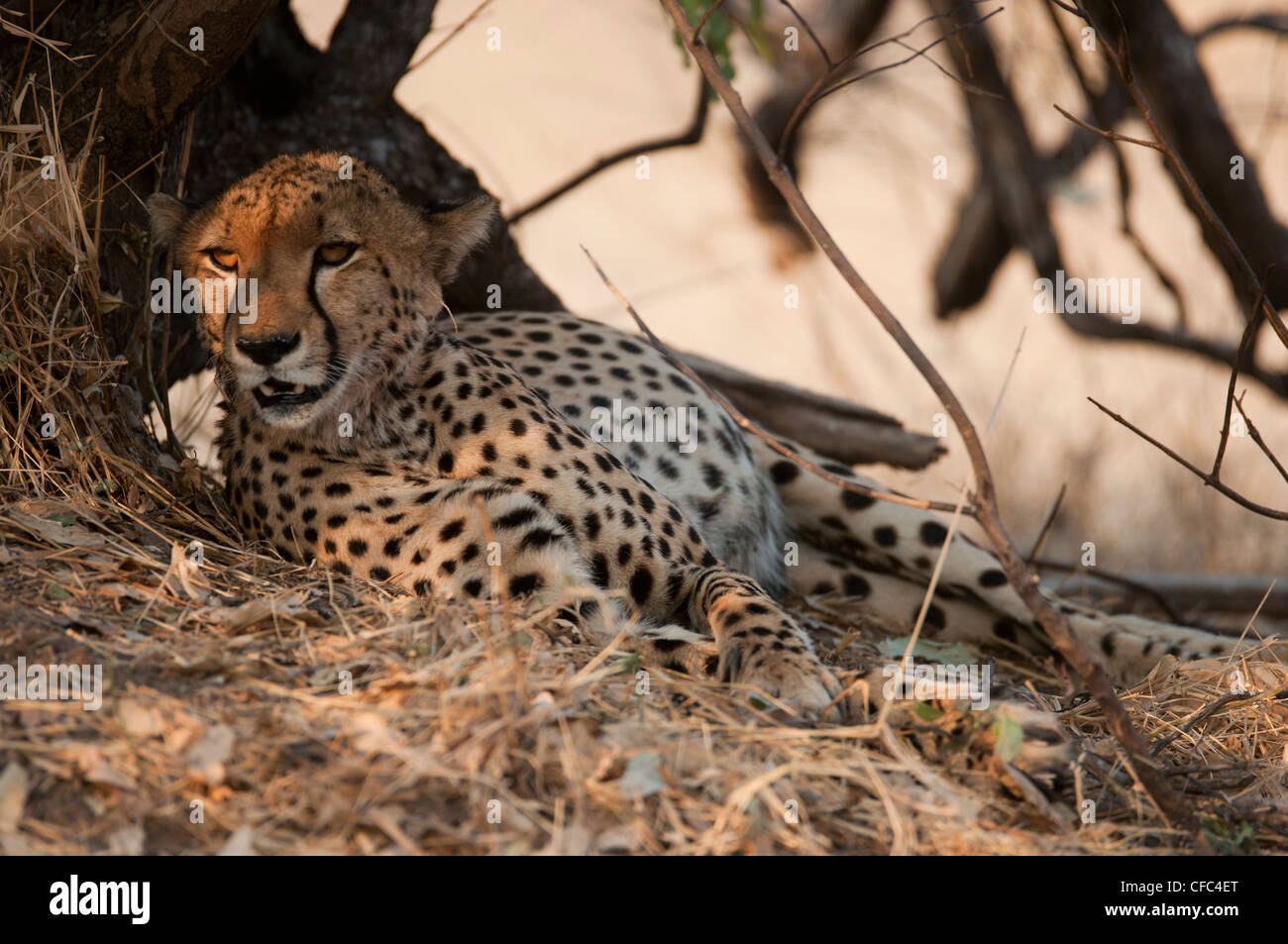 Cheetah resting at sunset Stock Photo - Alamy