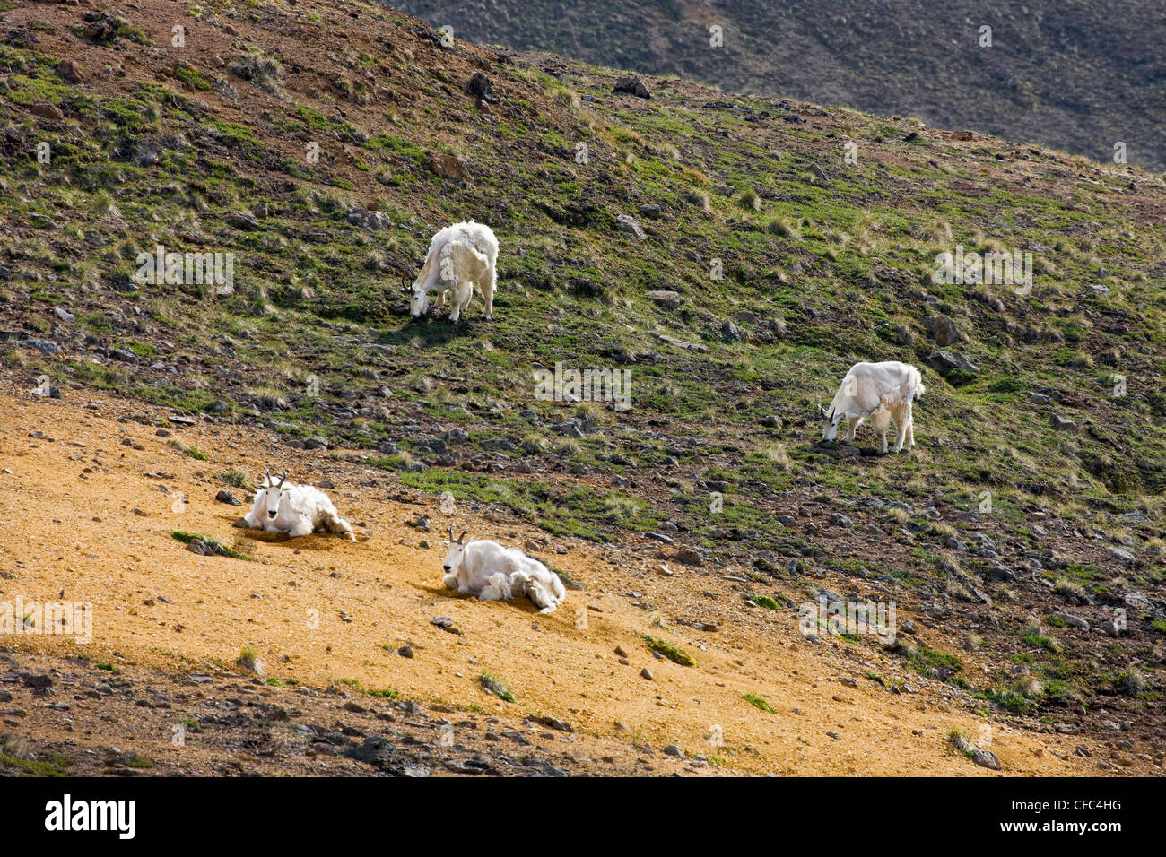 Mountain goats in the volcanic landscape of the Itcha Mountains in ...