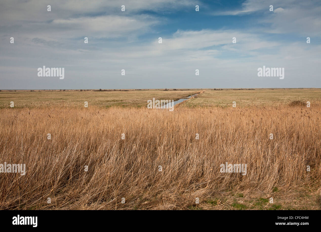Reed-bed and grazing marshes on Burnham Norton marshes, north Norfolk ...