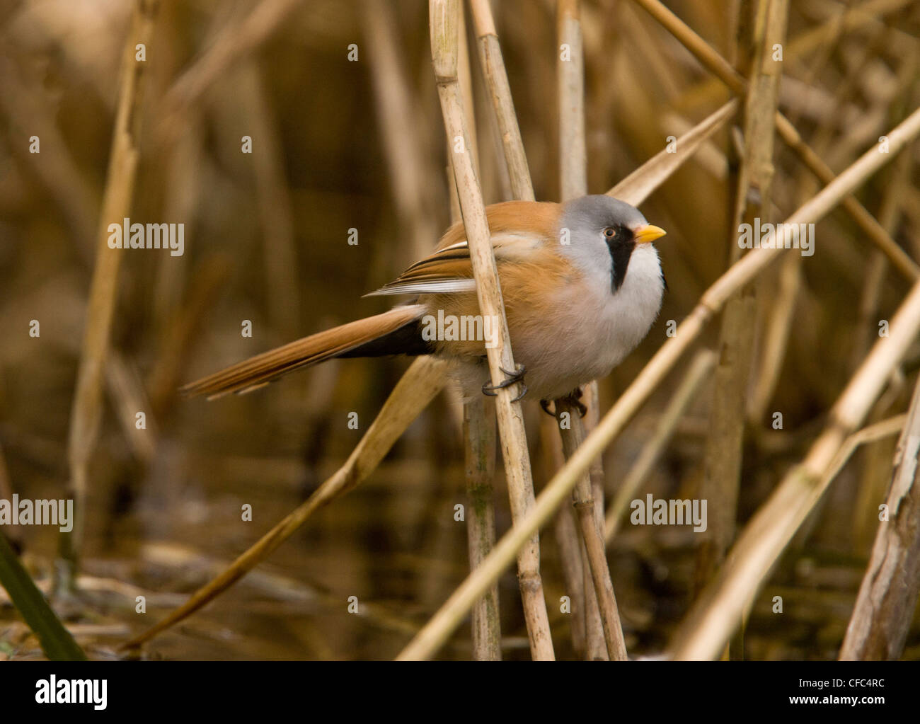 Bearded Reedling, Panurus biarmicus in Norfolk reed-bed Stock Photo - Alamy