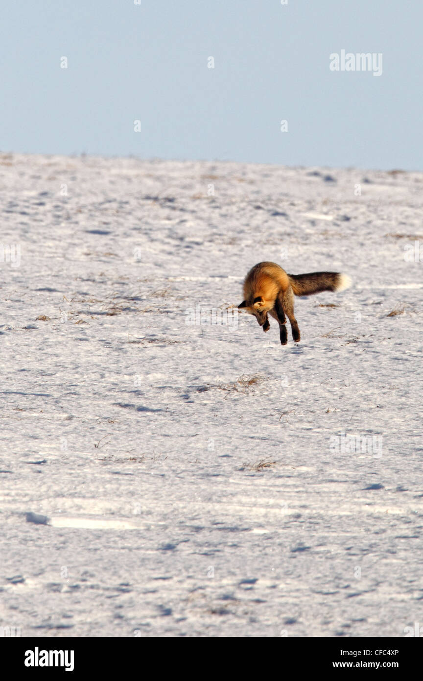 Fox (Vulpes vulpes) leaping into the air as it is hunting rodents ...