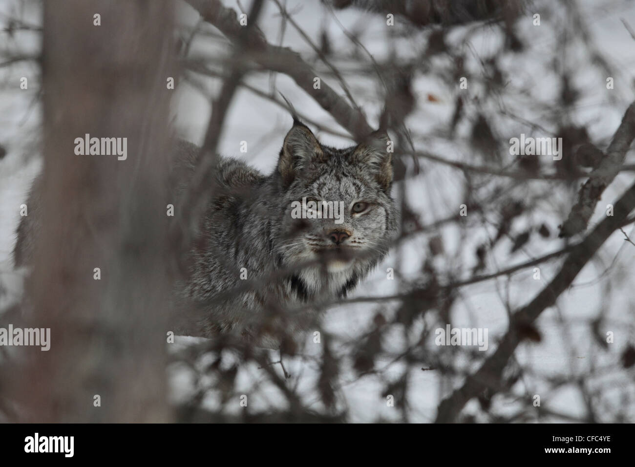 Lynx (Lynx canadensis) eating a rabbit along the Dempster Highway ...