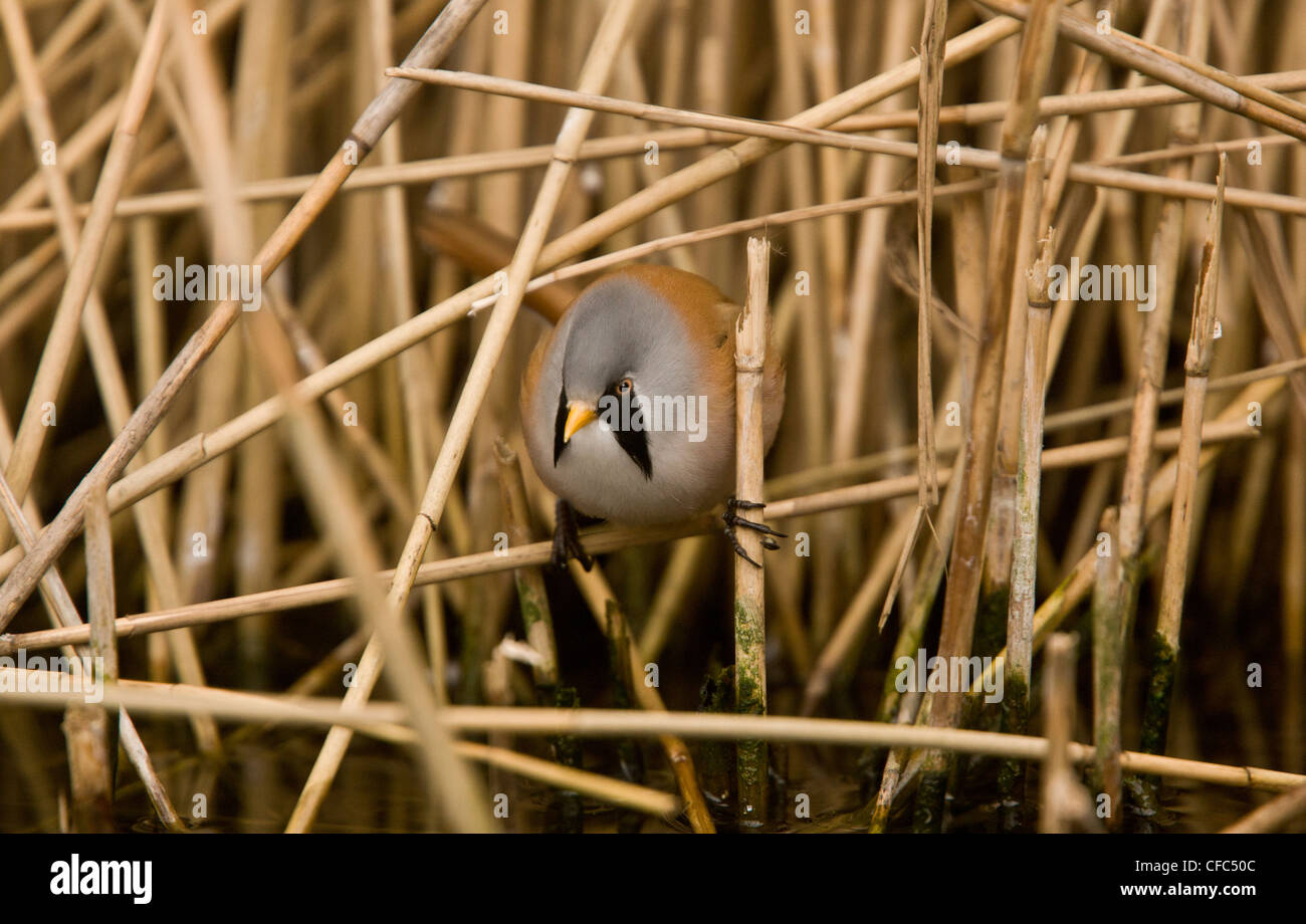 Bearded Reedling, Panurus biarmicus in Norfolk reed-bed Stock Photo - Alamy