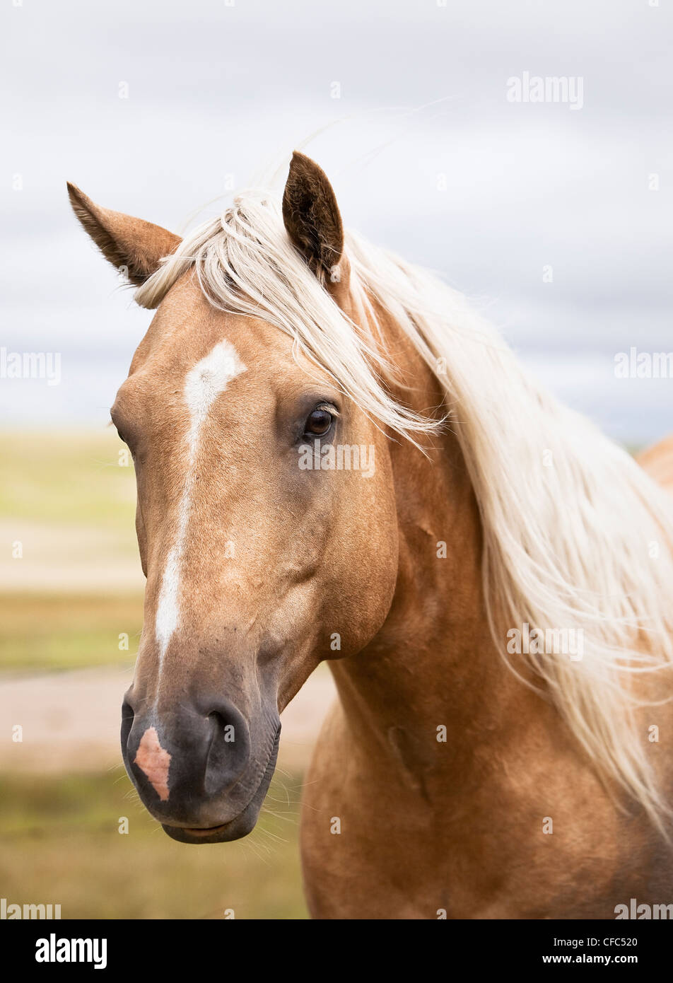 Big head horse hi-res stock photography and images - Alamy