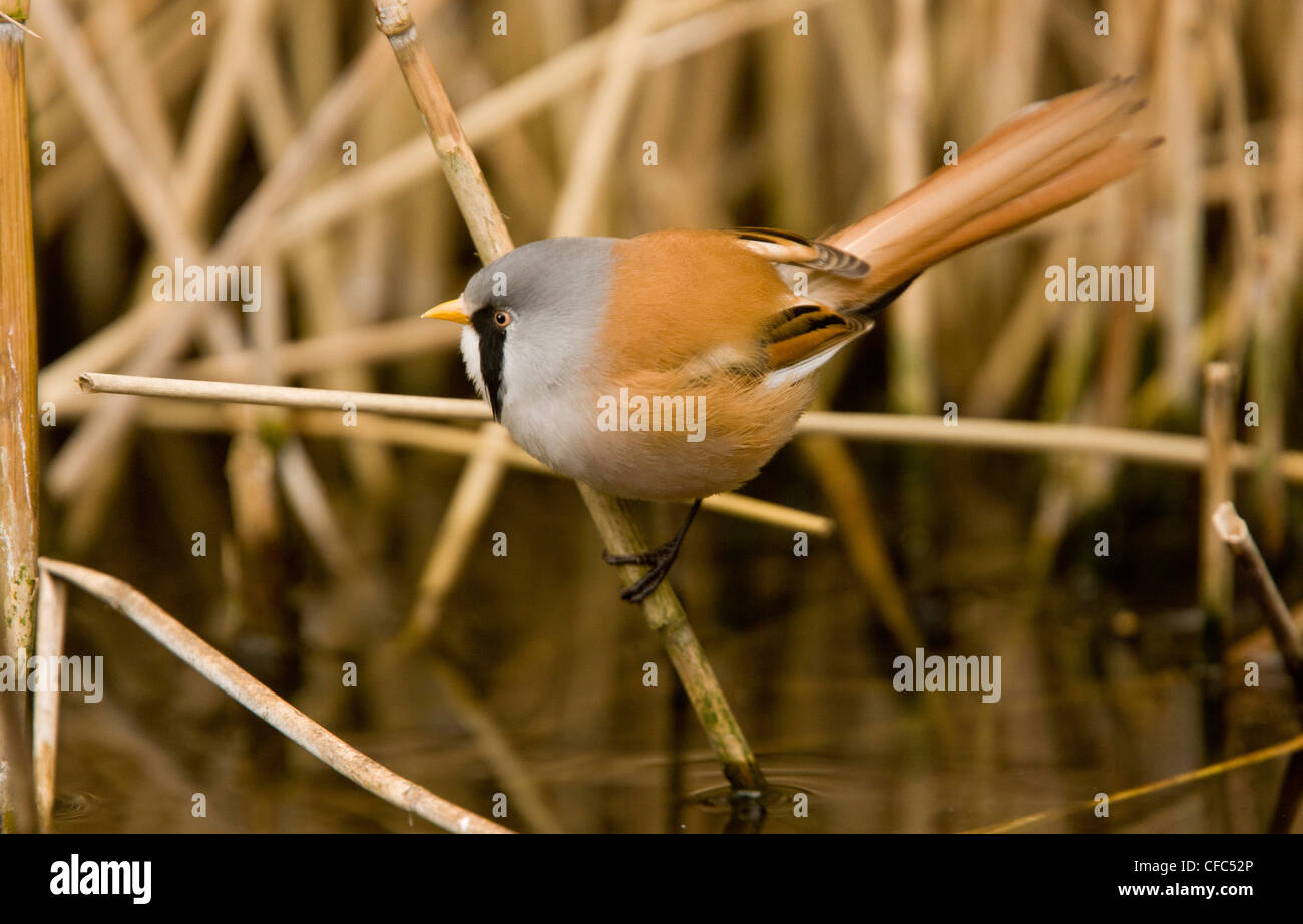 Bearded Reedling, Panurus biarmicus in Norfolk reed-bed Stock Photo - Alamy