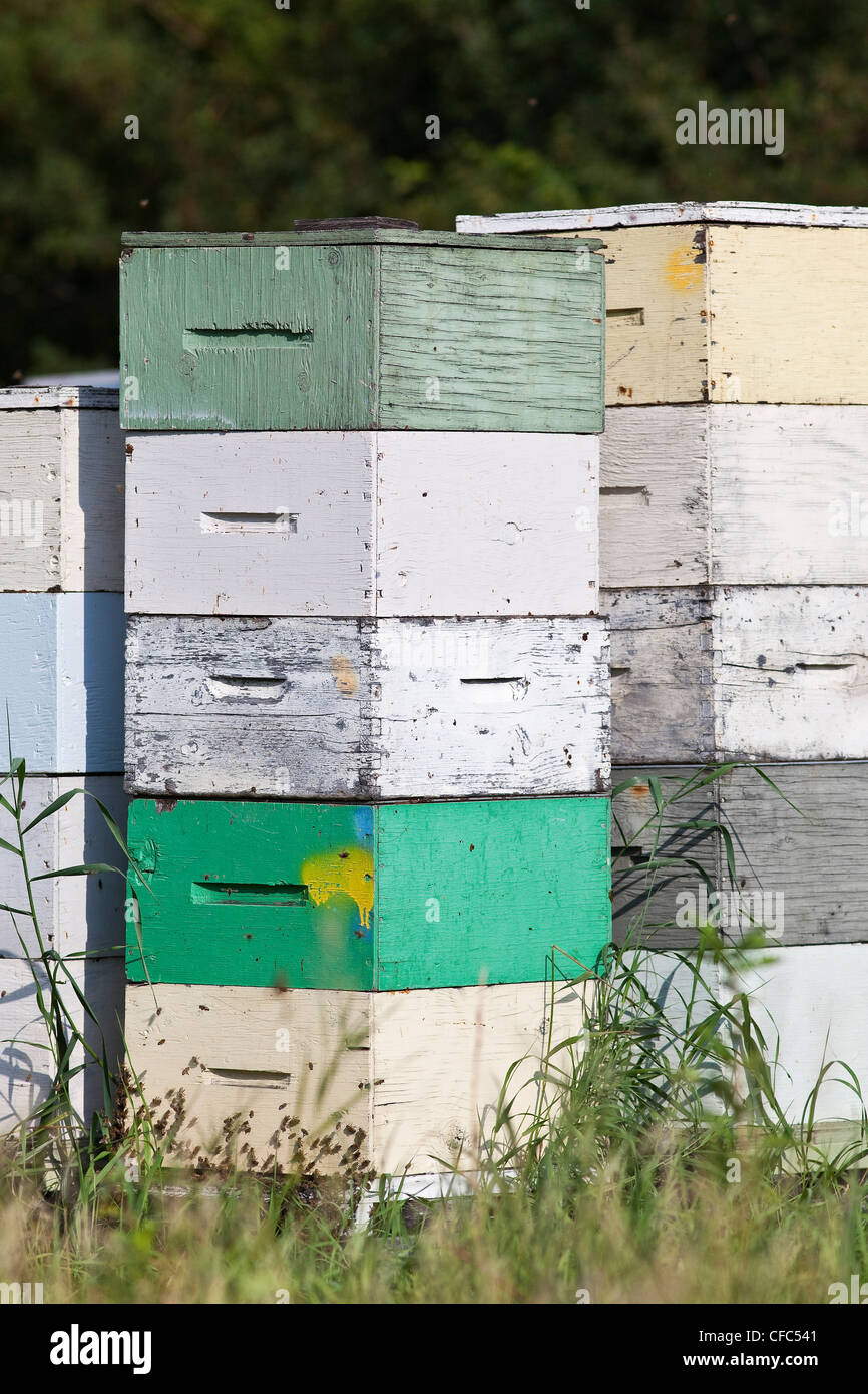 Beehives stacked in multi colored wooden boxes. Pembina Valley ...