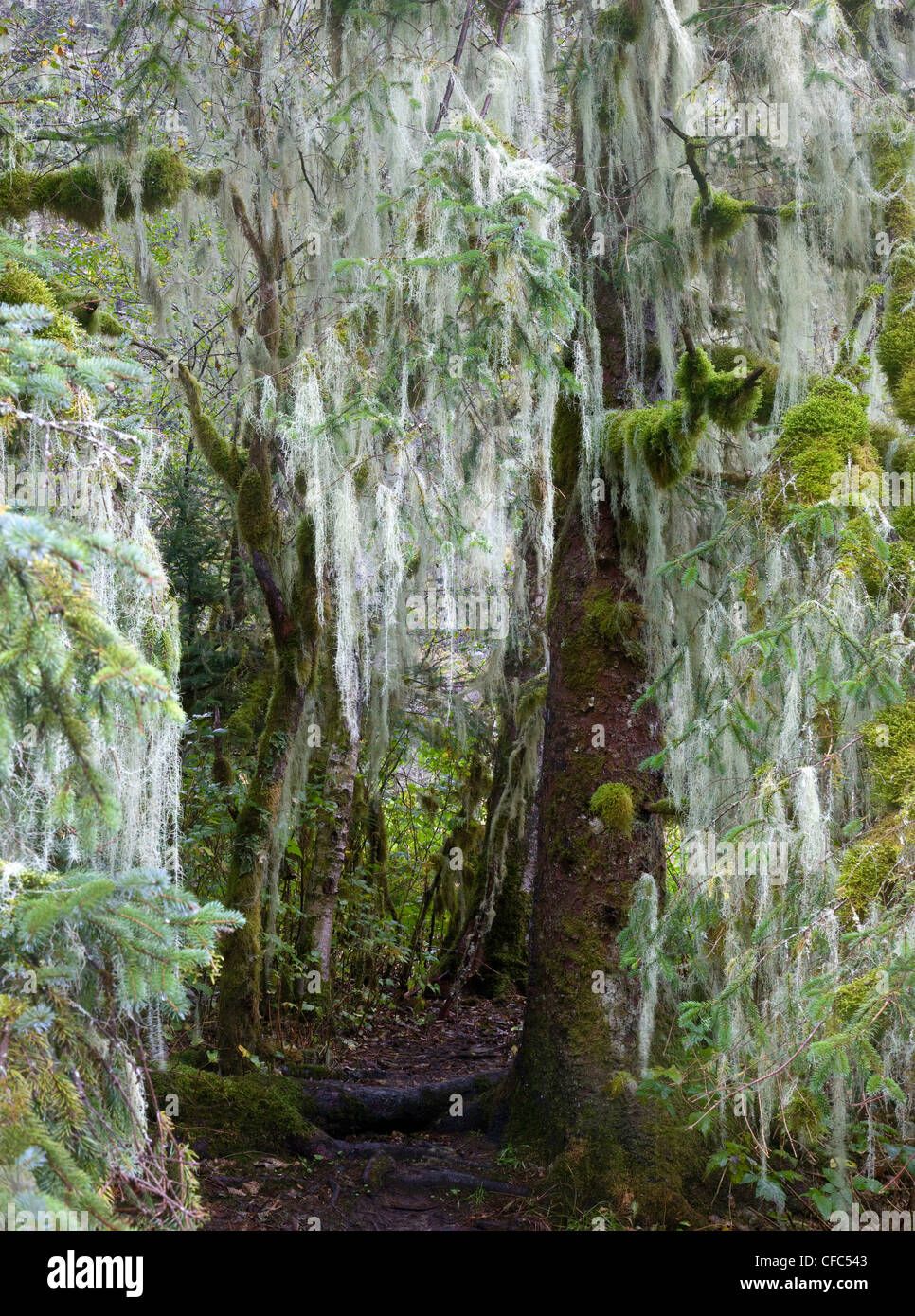 Bear trail in the Great Bear Rainforest of British Columbia Canada ...