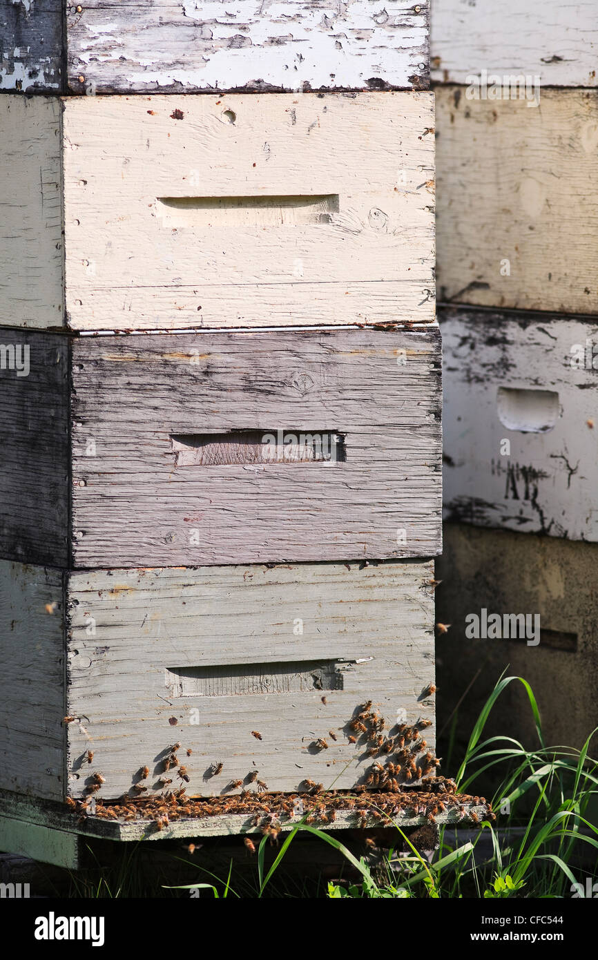 Beehives in colourful boxes pembina hi-res stock photography and images ...