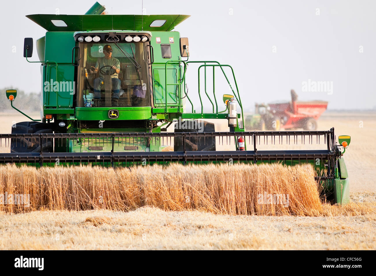 Combine harvesting wheat crop on Canadian Prairie. Near Winkler ...
