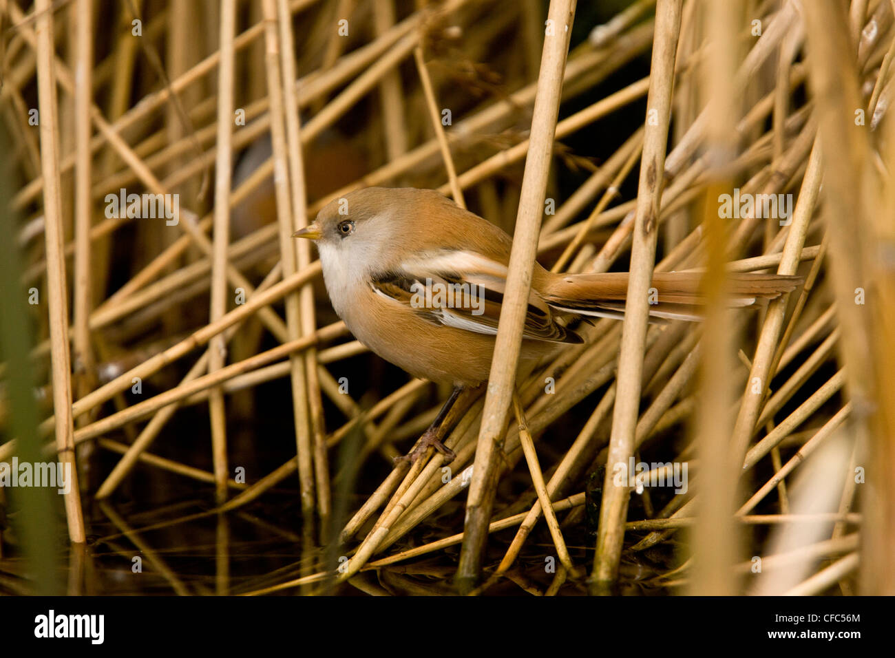 Bearded Reedling, Panurus biarmicus female in Norfolk reed-bed Stock ...