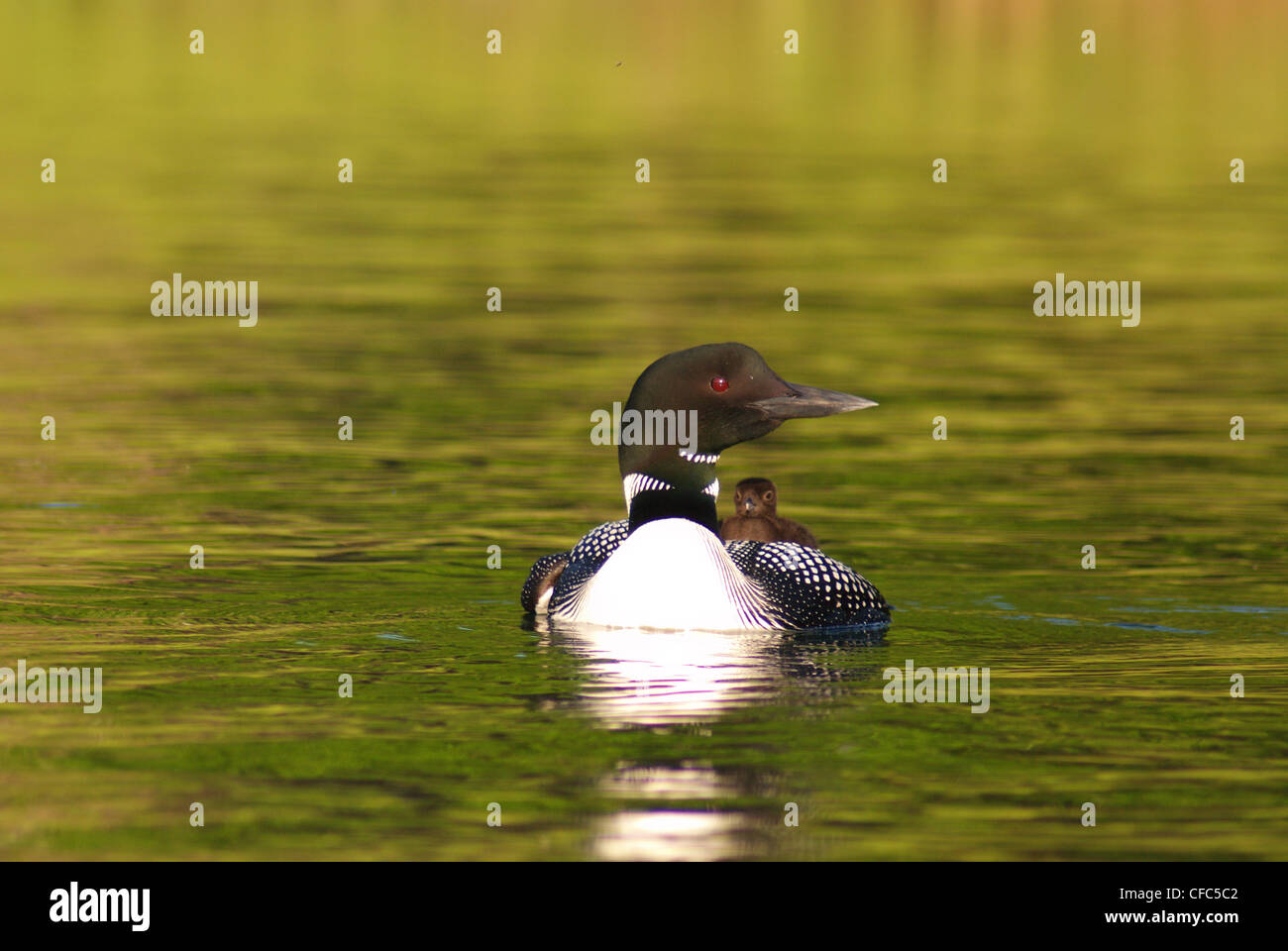 Loon with young chick riding on its back in Muskoka, Ontario, Canada ...